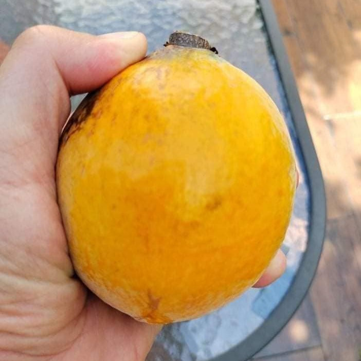 Gogo Fruit live plant (Salacia macrophylla) – veliyathgardens