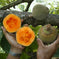 Chupa Chupa Fruit Plant (Quararibea Cordata): A Unique Tropical Deligh ...