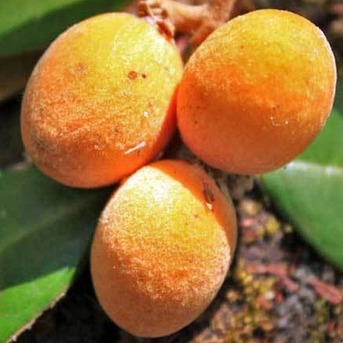 Zorro caspi Fruit Plant (Tapura amazonica) – veliyathgardens