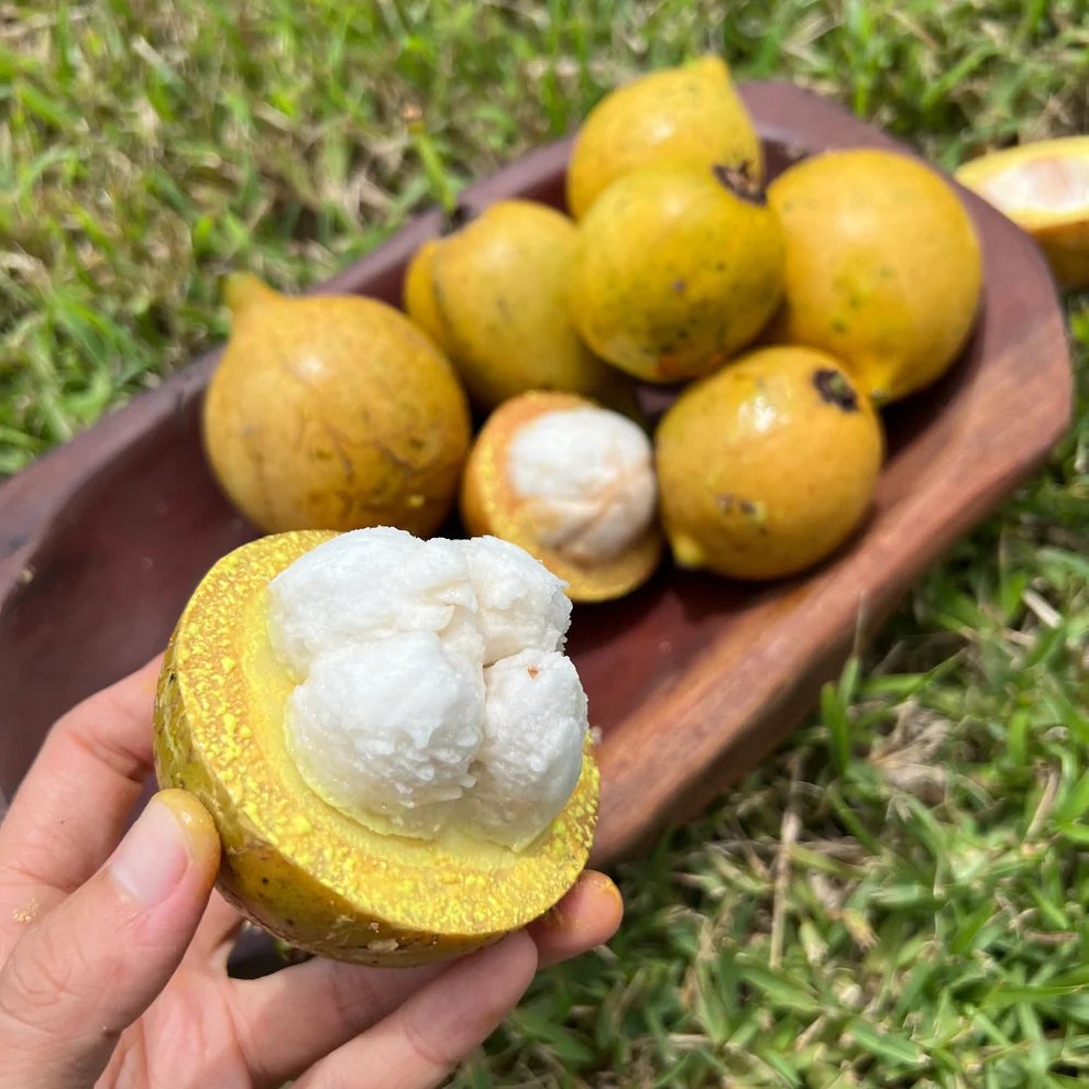 Bacuripari Live Plant (Garcinia macrophylla) – veliyathgardens