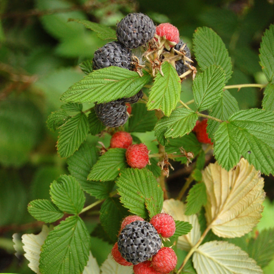 Mysore Raspberry Fruit Plant (Rubus Niveus ) – veliyathgardens