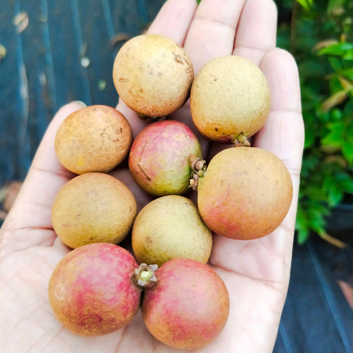 Ping Pong Longan Fruit Plant (Dimocarpus longan) – veliyathgardens