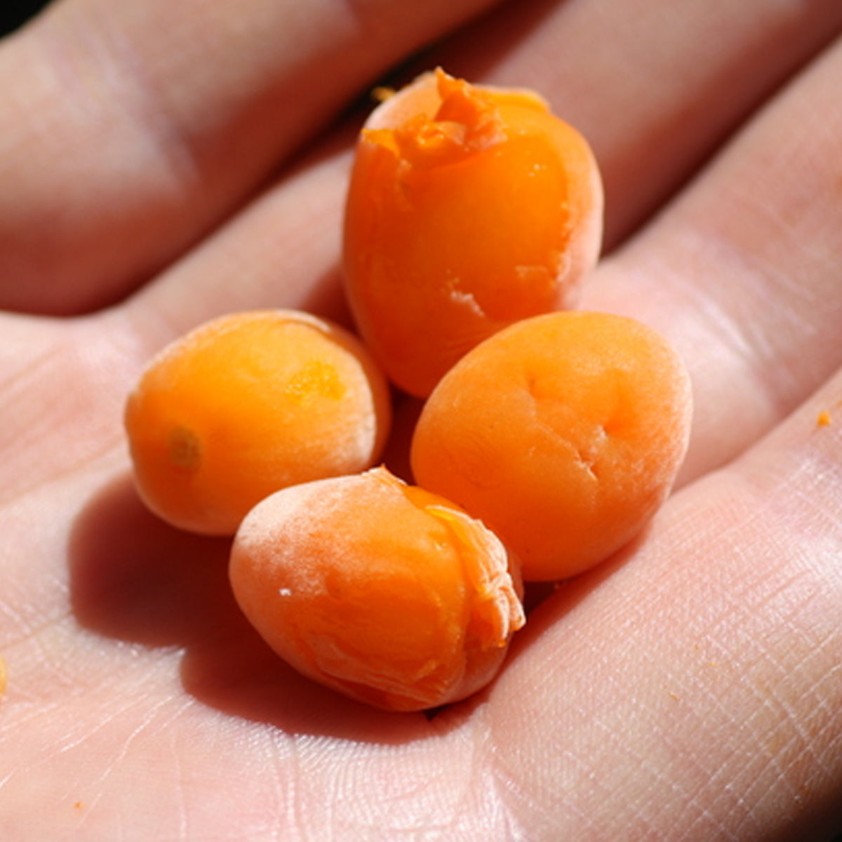 Wild Apricot Fruit Plant (Dovyalis zeyheri) – veliyathgardens