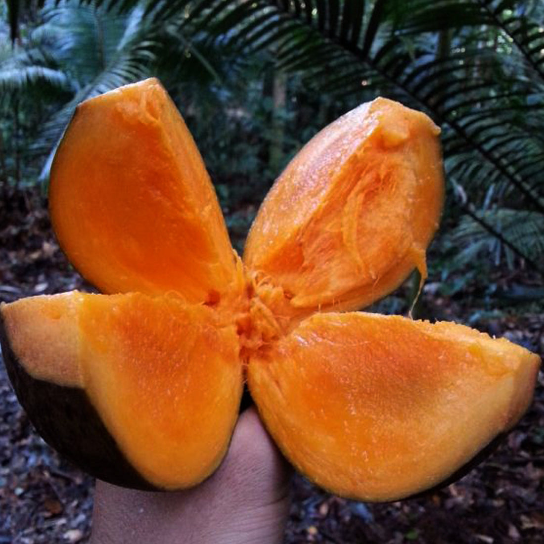 Chupa Chupa Fruit Plant (Quararibea Cordata): A Unique Tropical Deligh ...