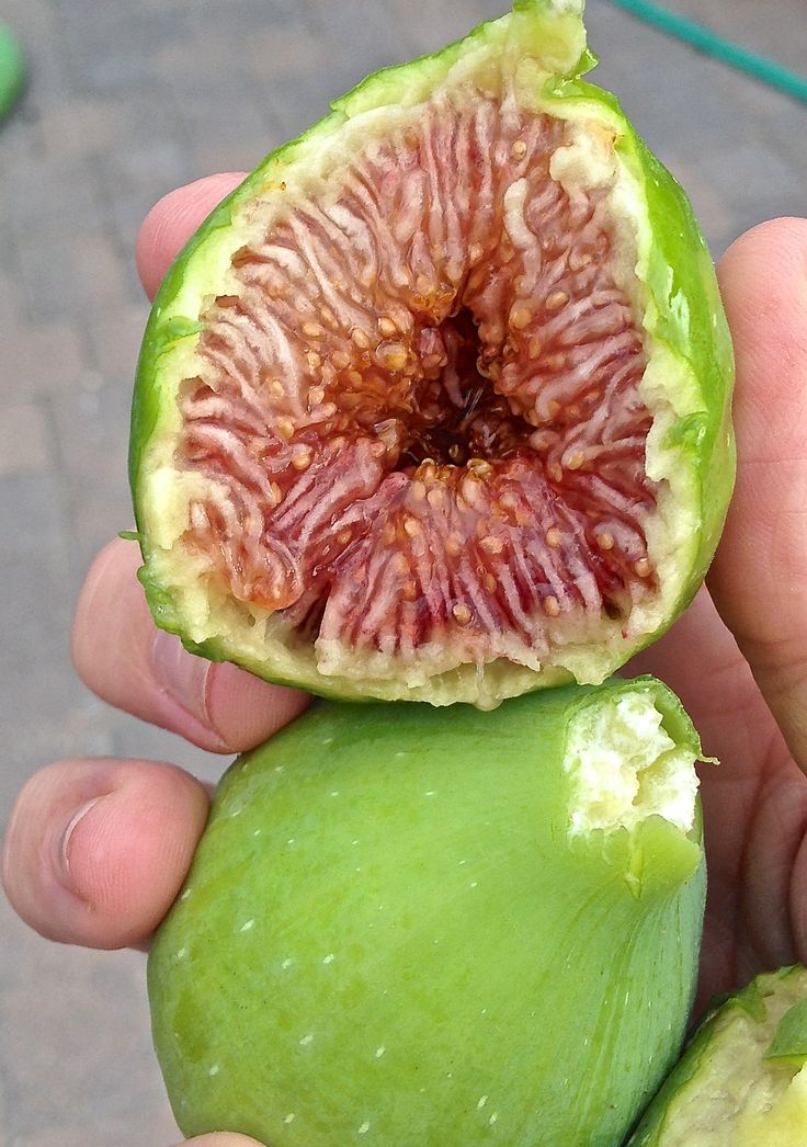 The Desert King (Ficus carica 'Desert King') – veliyathgardens