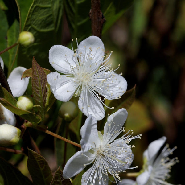 Yellow Guabiroba Fruit Plant (Campomanesia adamantiumis ) – veliyathgardens