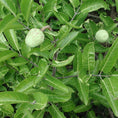 Madd Fruit Plant (Saba Senegalensis) – veliyathgardens