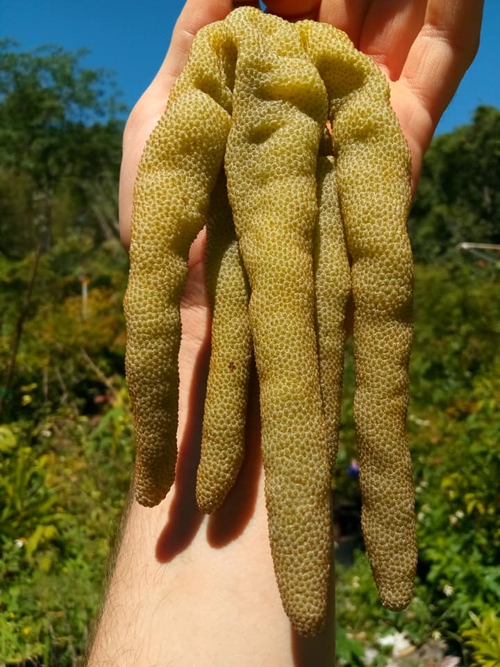 Trumpet Fruit Tree Plant (Cecropia obtusifolia) – veliyathgardens