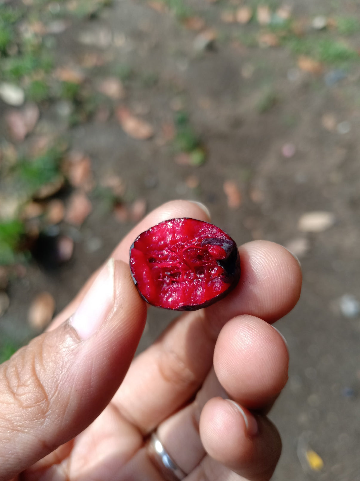 Damson Plum Fruit Plant (Terminalia microcarpa) – veliyathgardens