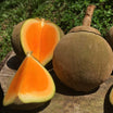 Chupa Chupa Fruit Plant (Quararibea Cordata): A Unique Tropical Deligh ...