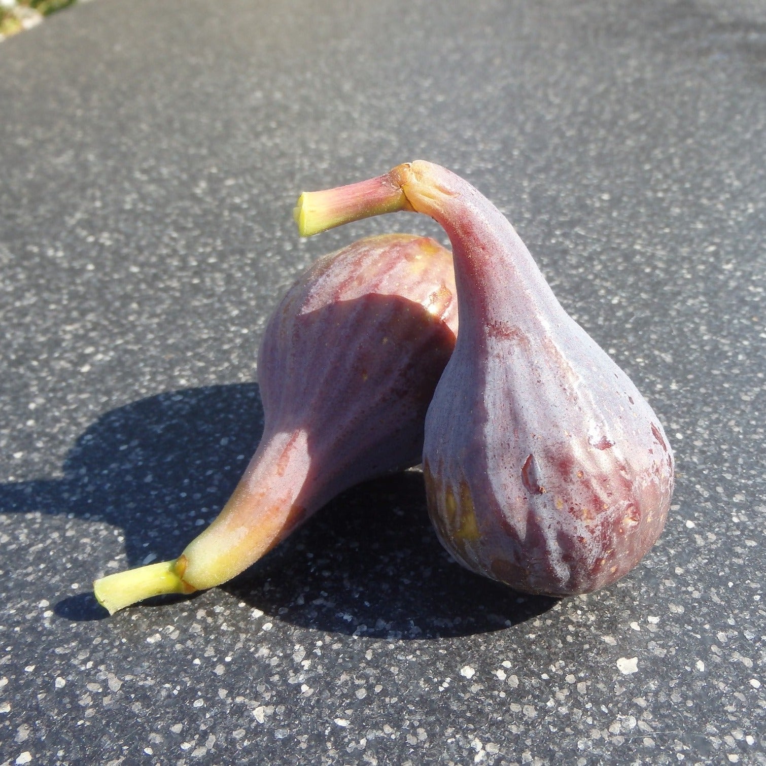 Celeste Fig Fruit Plant (Ficus carica 'Celeste") – veliyathgardens