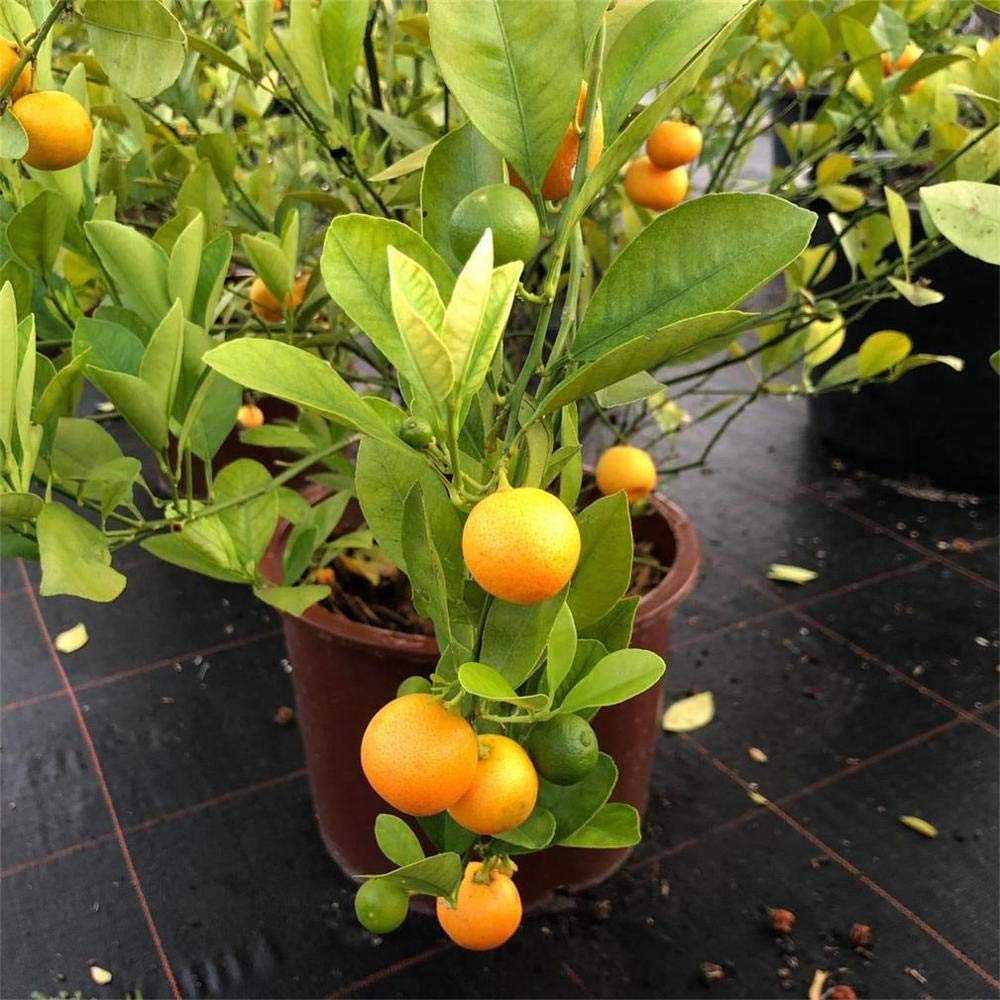 Bush Orange Fruit plant – veliyathgardens