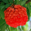 Rose Of Venezuela Live plant (Brownea ) – veliyathgardens