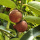 Gab Fruit Plant (Diospyros malabarica) – veliyathgardens