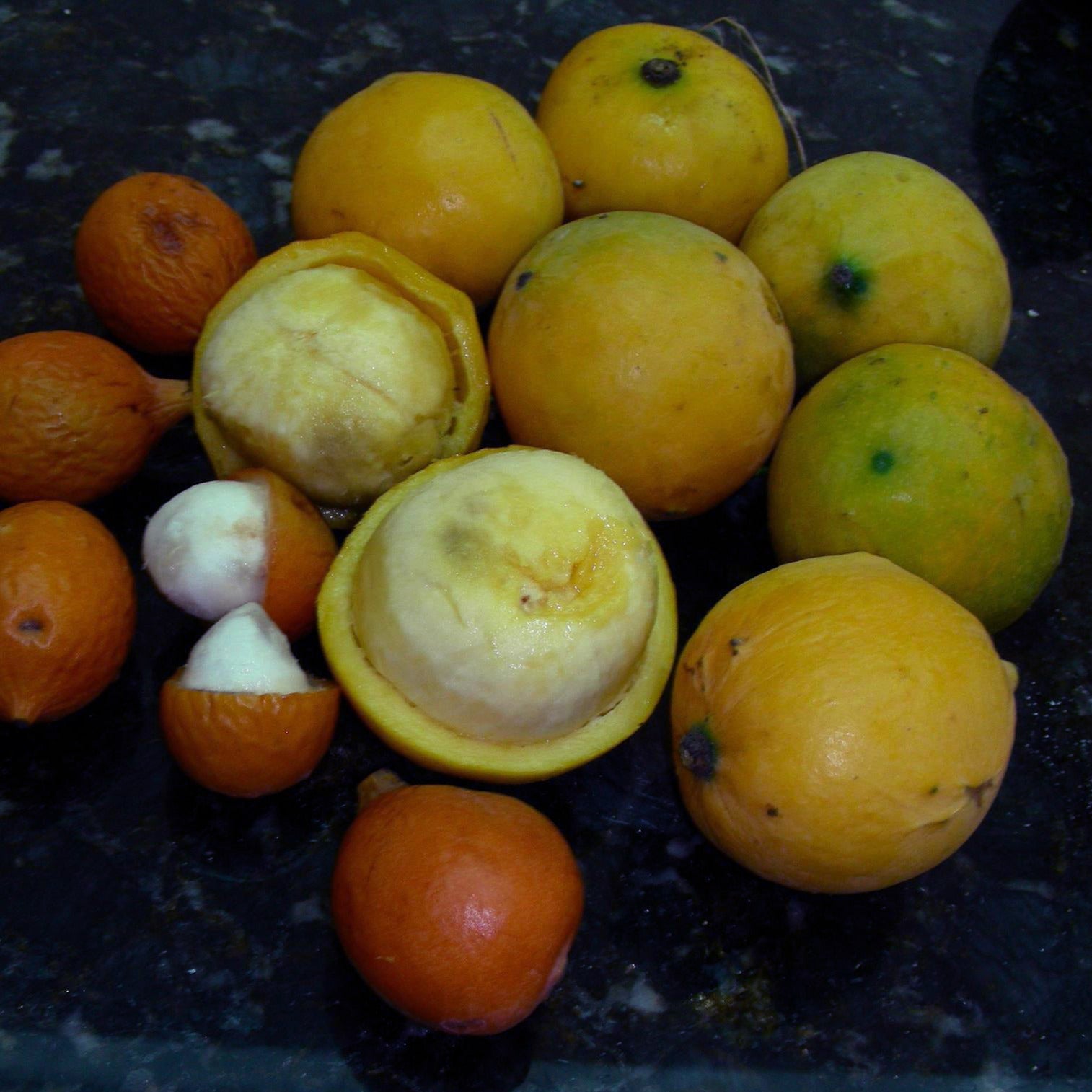 Mexican Garcinia Fruit Plants (Luc's) (Garcinia mexicana) – veliyathgardens