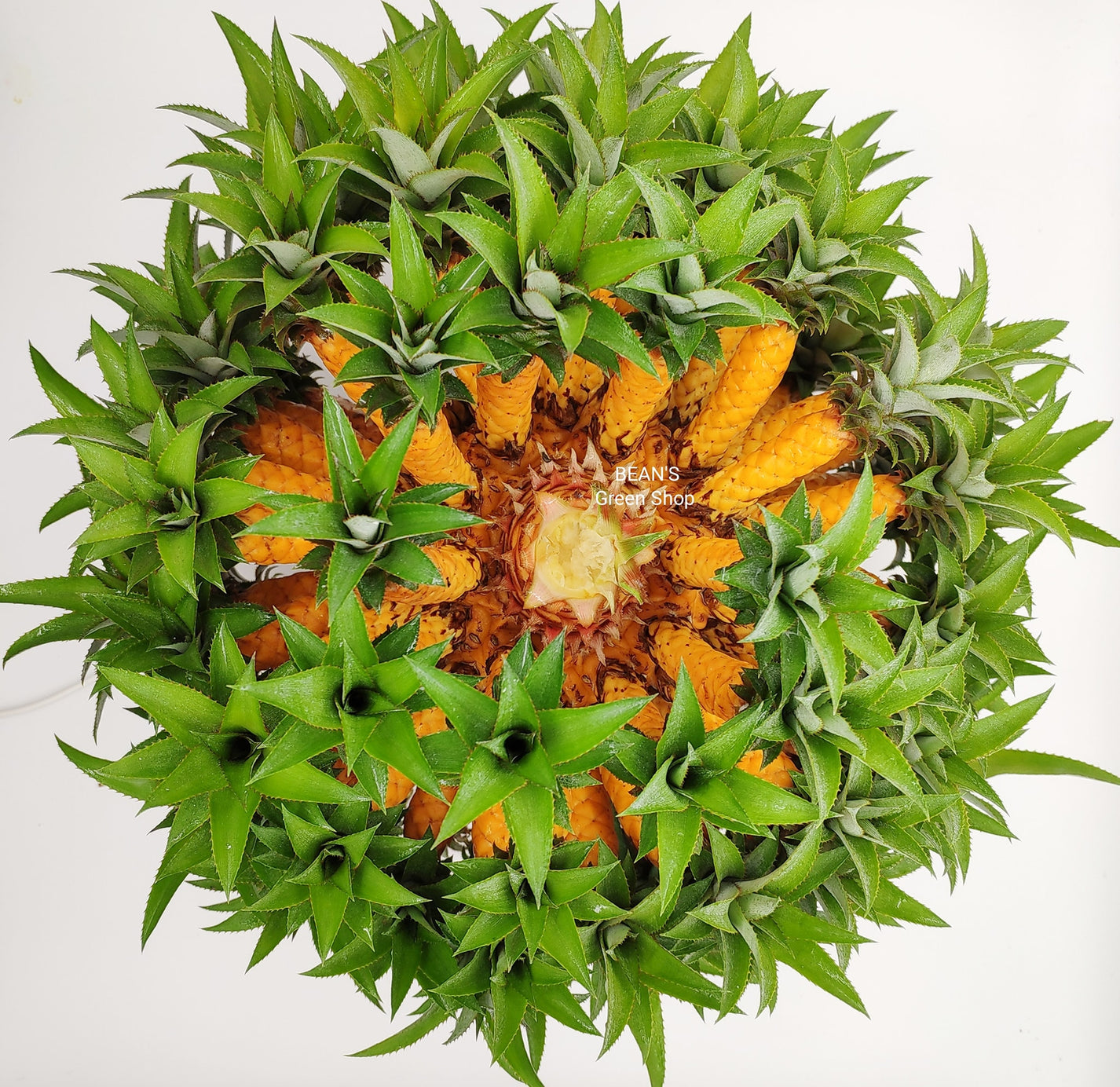 Medusa pineapple Fruit Plant – veliyathgardens