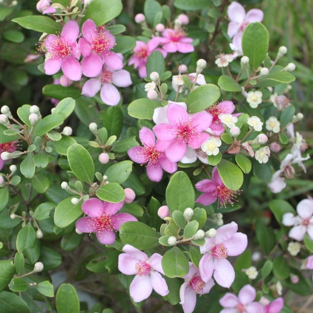 Rose Myrtle Fruit Plant (Rhodomyrtus Tomentosa) – veliyathgardens