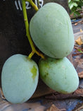 Kalapadi Mango Live Plant (Mangifera indica) – veliyathgardens