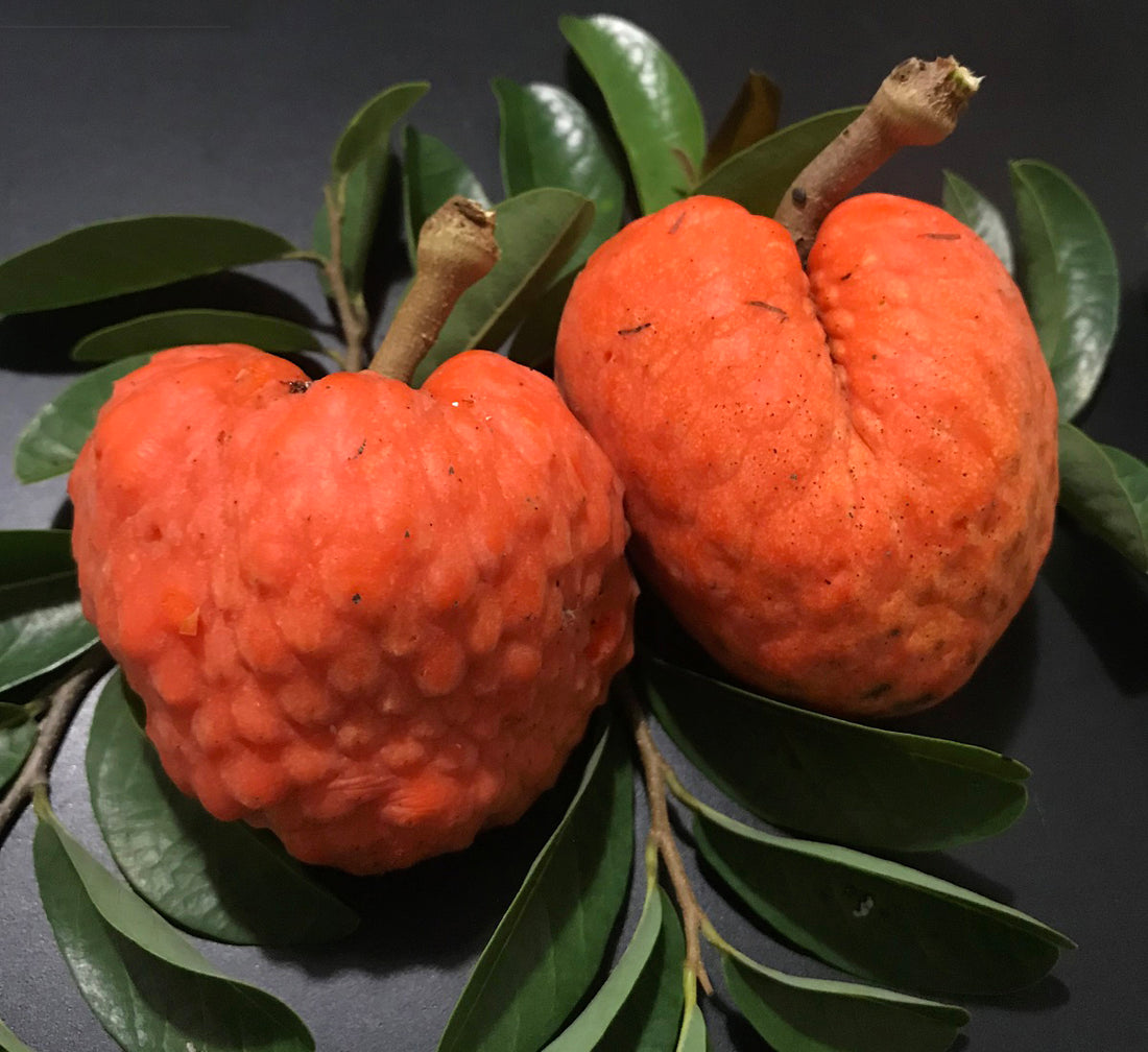 Red Cherimoya Fruit Plant (Annona Spinescens ) – veliyathgardens