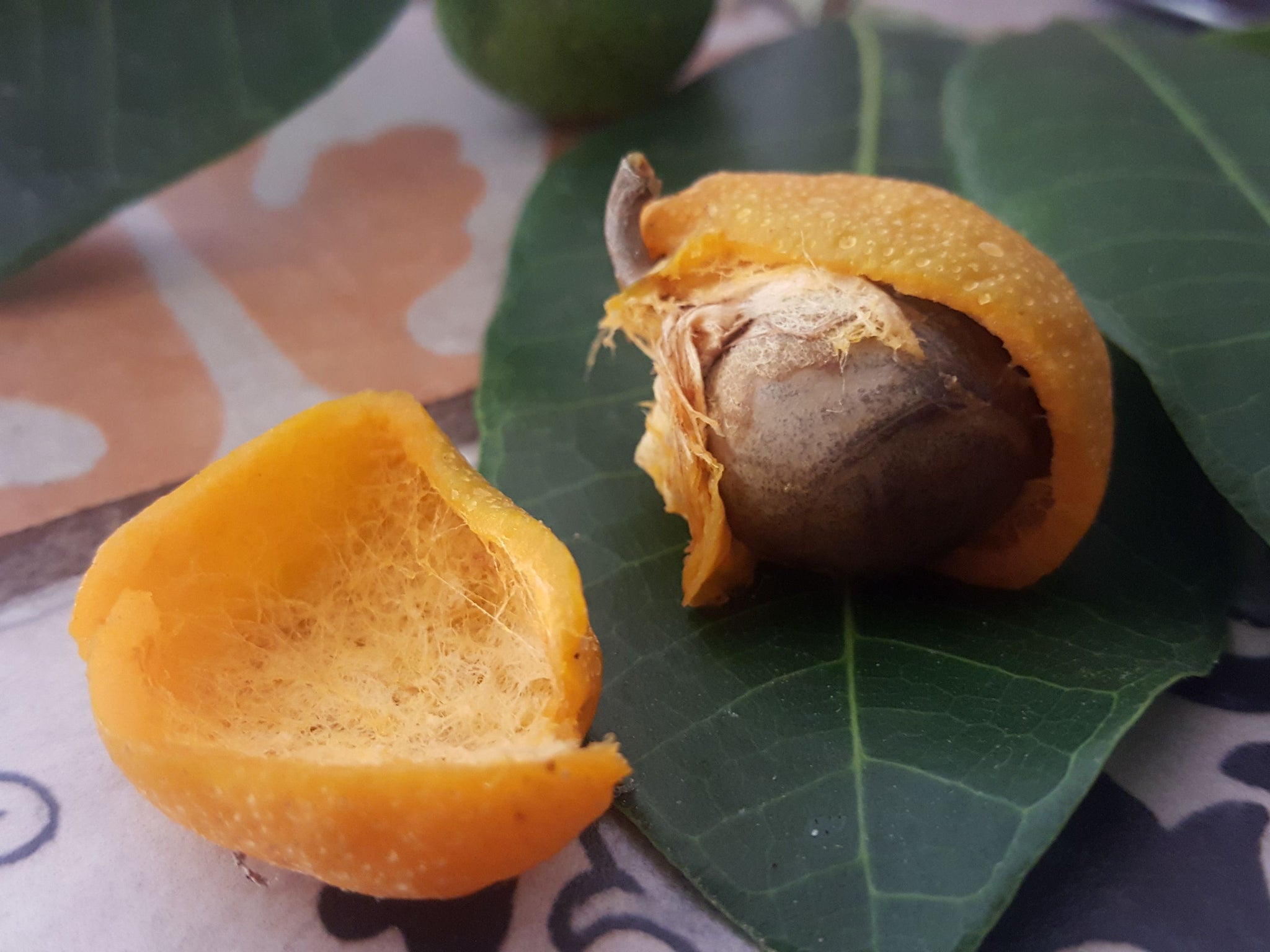 Maya Nut Live Plant (Brosimum alicastrum) – veliyathgardens