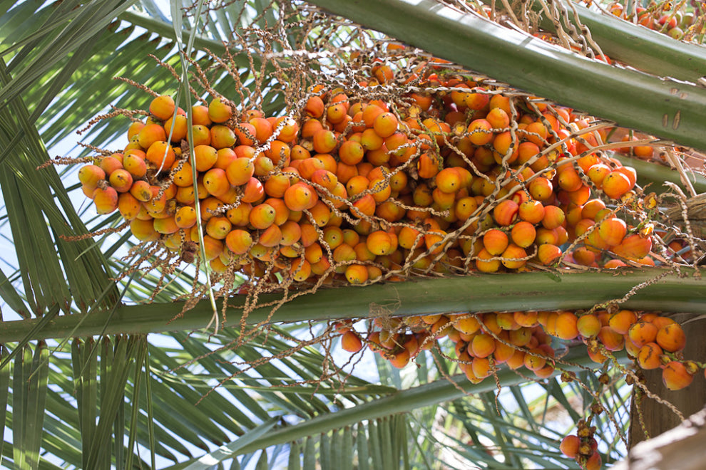 Butia Palm Live Plant (Butia Capitata) – veliyathgardens