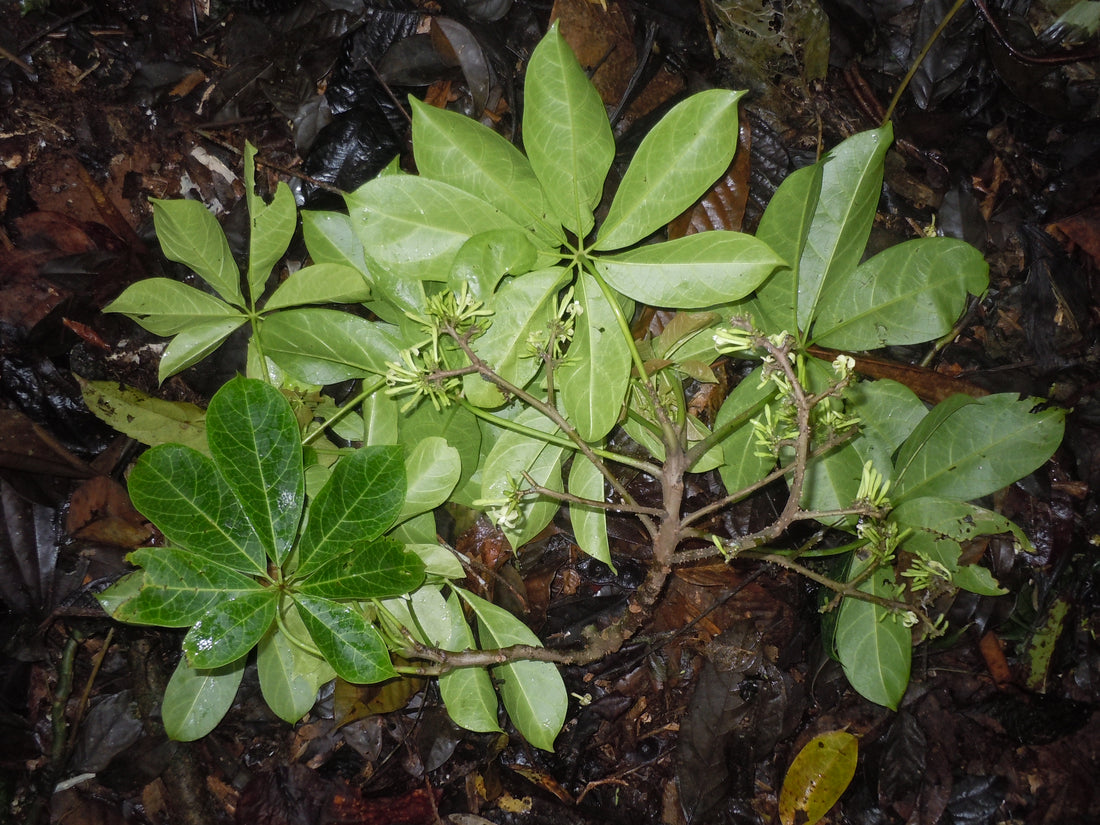 Chamburo Fruit Plant (Jacaratia digitata) – veliyathgardens