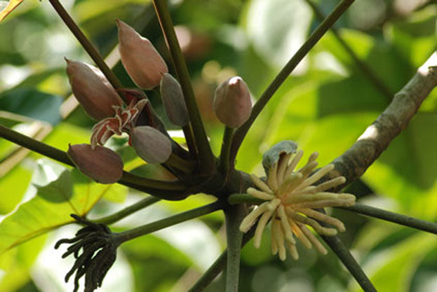 Trumpet Fruit Tree Plant (Cecropia obtusifolia) – veliyathgardens