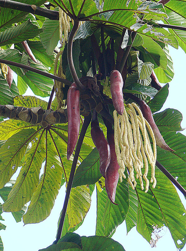 Trumpet Fruit Tree Plant (Cecropia obtusifolia) – veliyathgardens