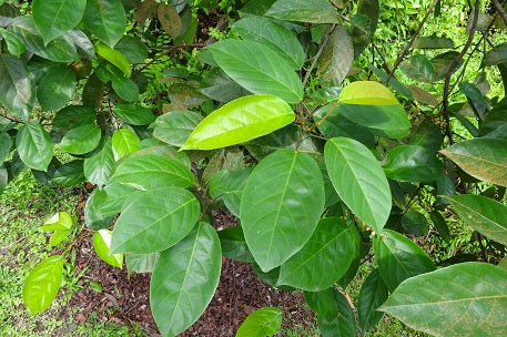 Golden Tampoi Fruit Plant (Baccaurea bracteate) – veliyathgardens