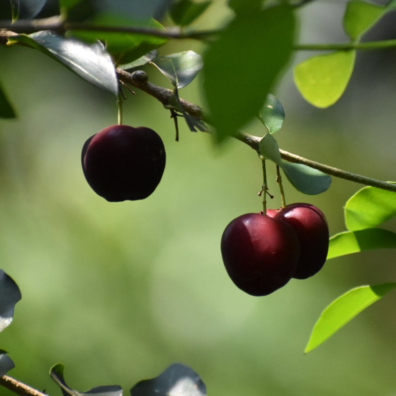 Acerola cherry Live Plant (Malpighia Emarginata) – veliyathgardens