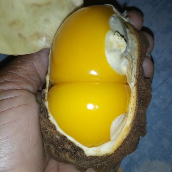 Monkey Kola Fruit Plant (Cola Lepidota) – veliyathgardens