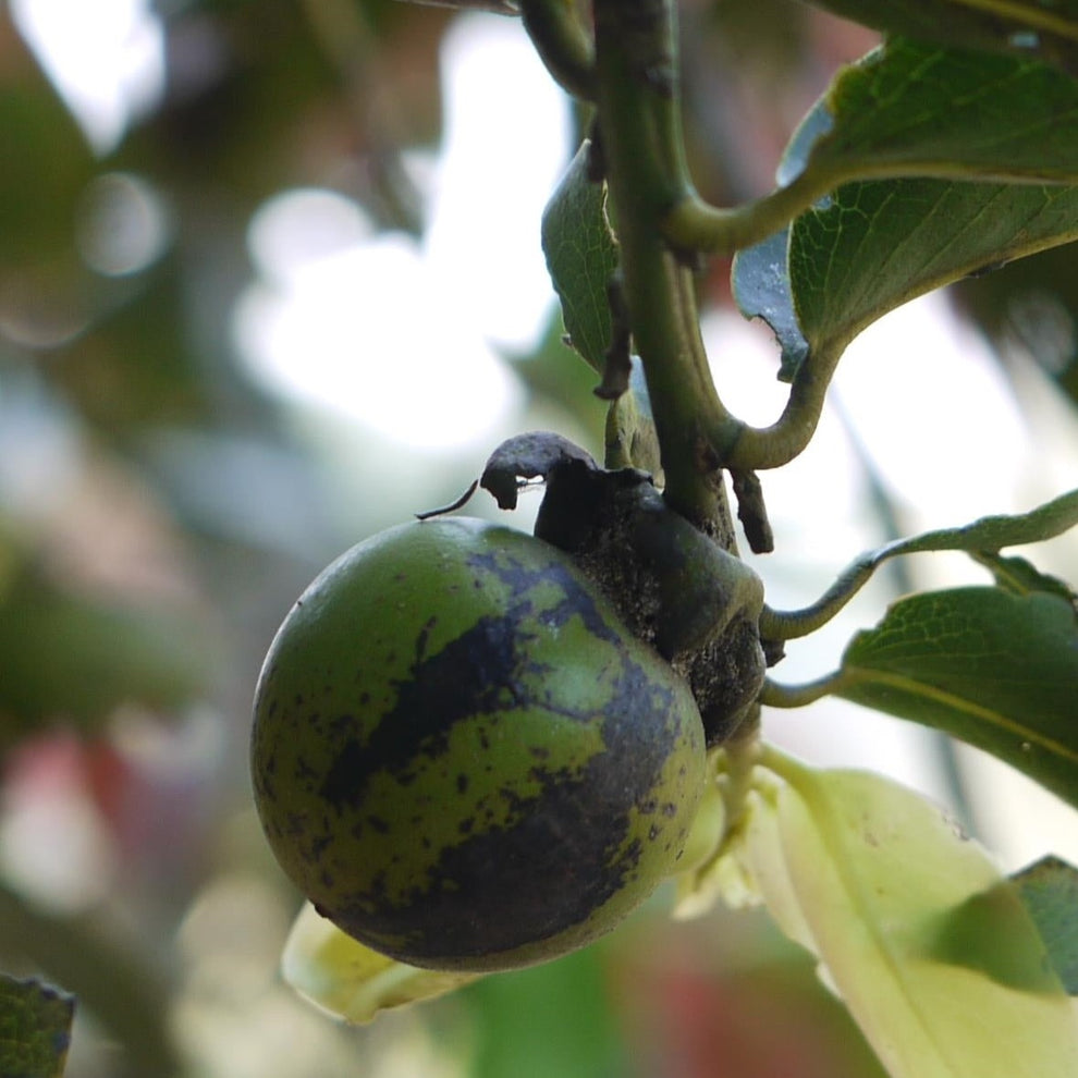Gab Fruit Plant (Diospyros malabarica) – veliyathgardens