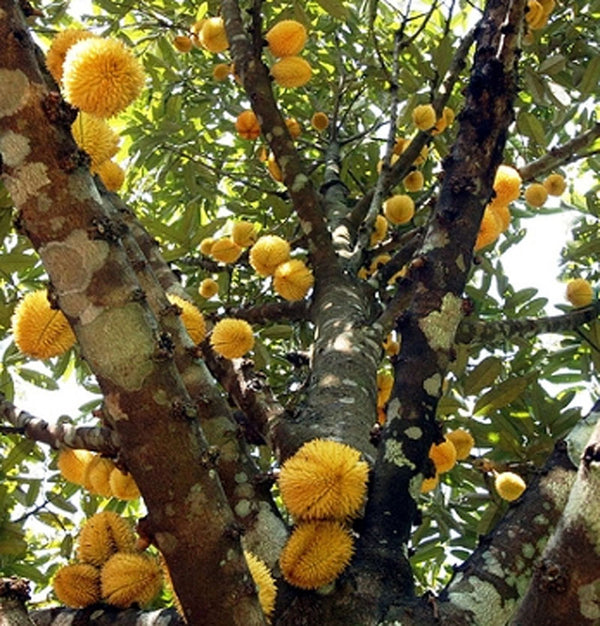 Durian Merah Fruit Plant (Durio graveolens) – veliyathgardens