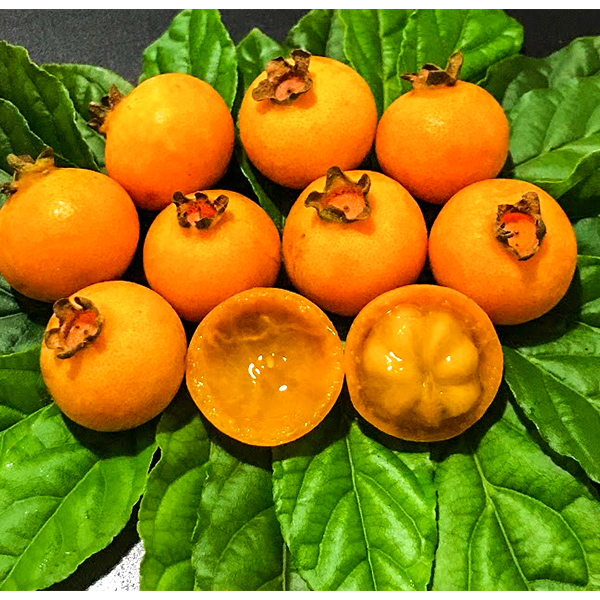 Pallilo Fruit Plants (Campomanesia Lineatifolia) – veliyathgardens