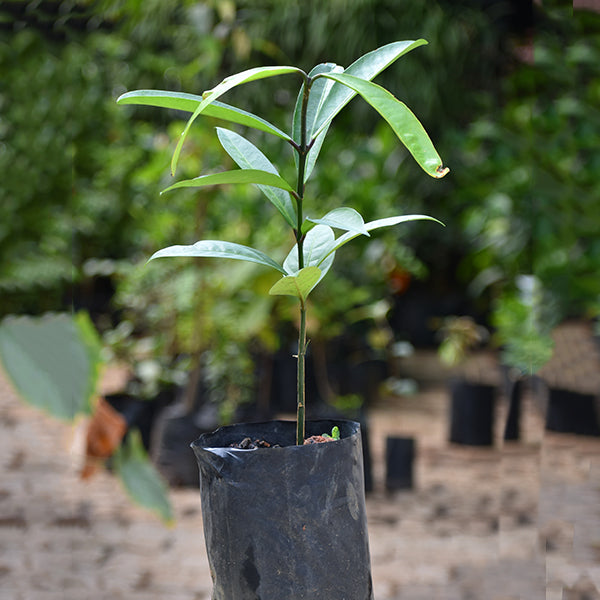 Mundu Fruit Plants (Garcinia Dulcis) – veliyathgardens
