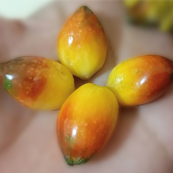 Kesusu Fruit Plants (Prainea Limpato) – veliyathgardens