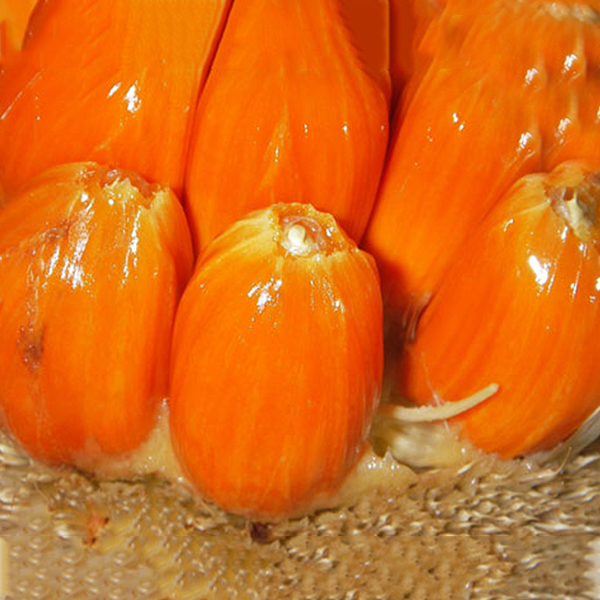 Mentawa Fruit Plants (Artocarpus Anisophyllus) – veliyathgardens