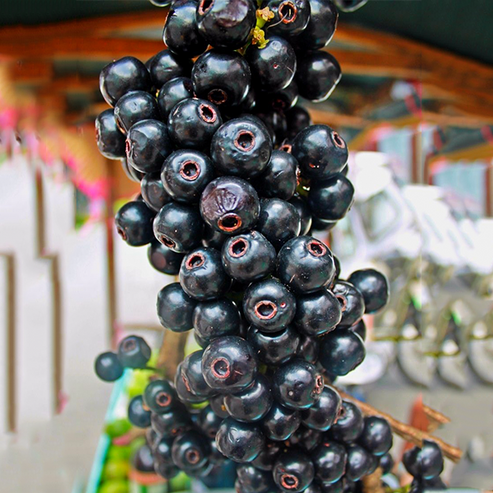 Lipote Fruit Plants (Syzygium Curranii) – veliyathgardens