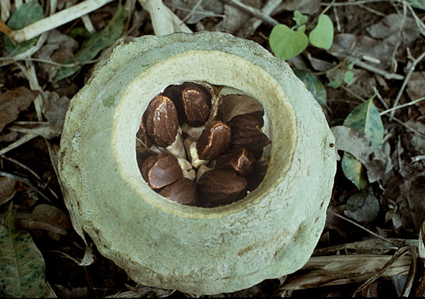 Paradise Nut Live Plant (Lecythis zabucajo) – veliyathgardens