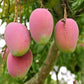 Suvarnarekha Mango Live Plant – veliyathgardens