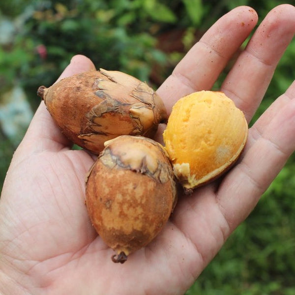 Maripa Palm Live Plant (Attalea maripa) – veliyathgardens