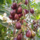 Purple Matoa Fruit Plants (Pometia Pinnata) – veliyathgardens