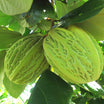 Mocambo Fruit Plants (White Cacao) (Theobroma Bicolor) – veliyathgardens