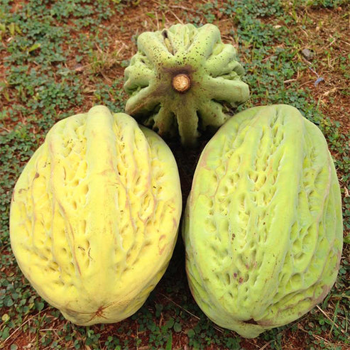 Mocambo Fruit Plants (White Cacao) (Theobroma Bicolor) – veliyathgardens