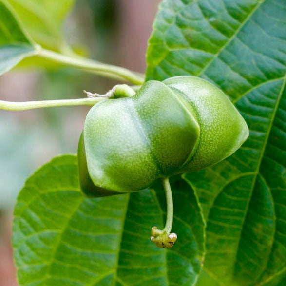 Inca-Peanut Fruit Plant (Plukenetia Volubilis) – veliyathgardens