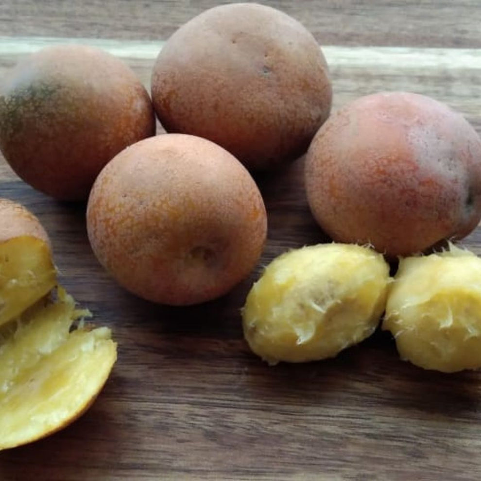 Mobola Plum Live Plant (Parinari curatellifolia ) – veliyathgardens