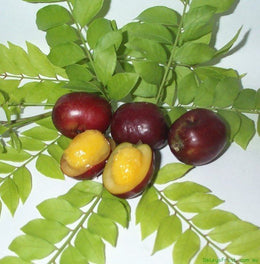 Red Mombin Fruit Plant (Spondias purpurea) – veliyathgardens