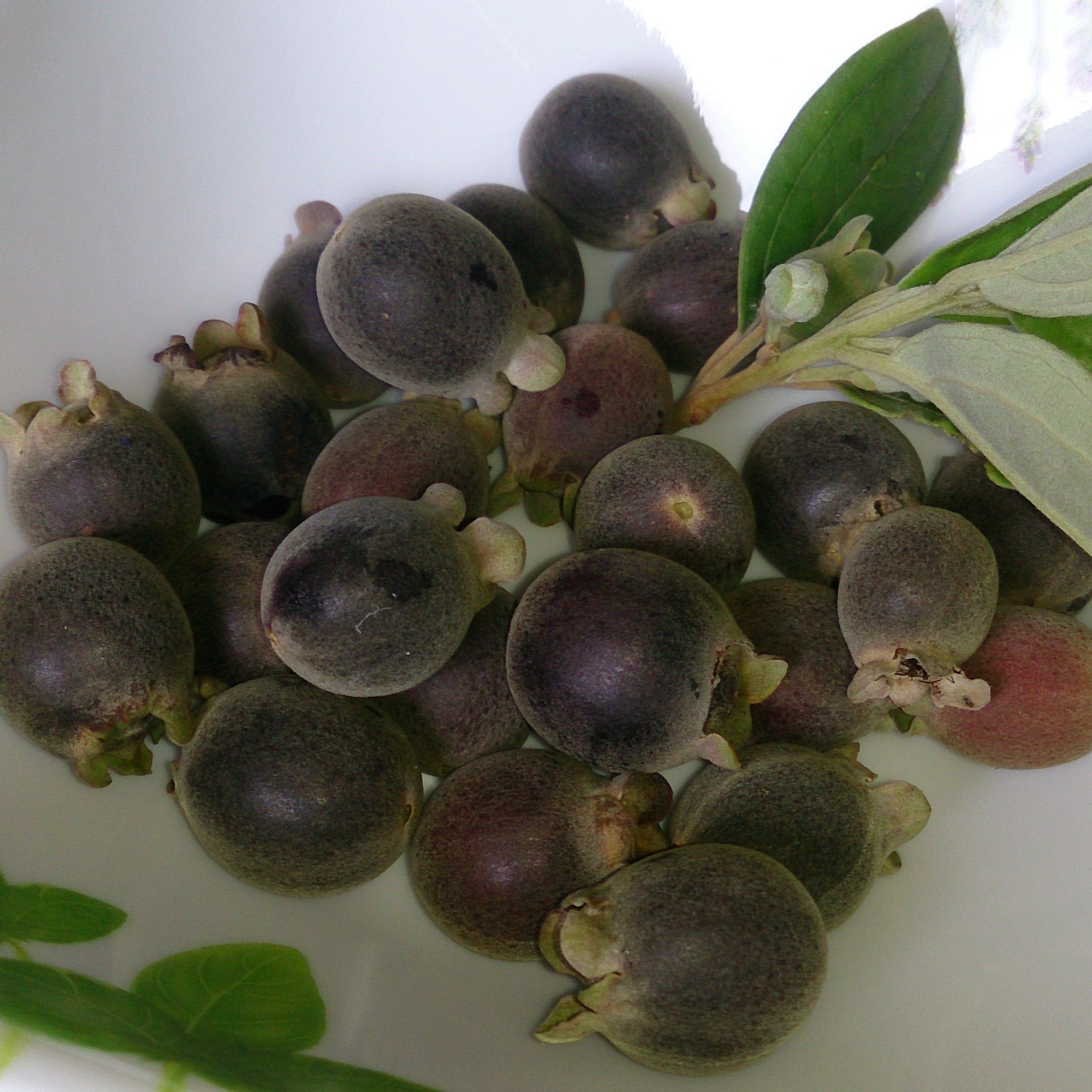 Rose Myrtle Fruit Plant (Rhodomyrtus Tomentosa) – veliyathgardens