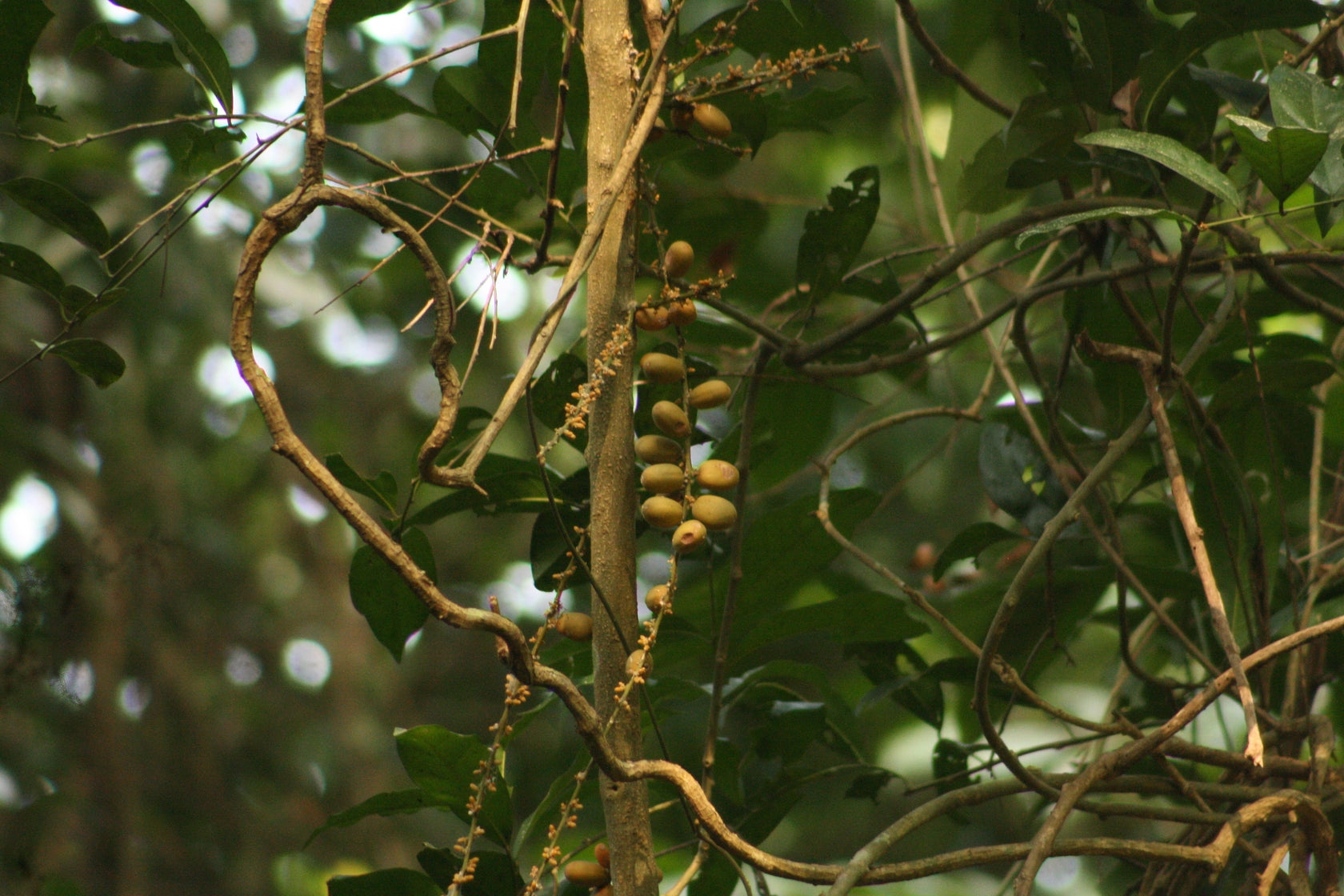 Ingudi Fruit Plant (Sarcostigma kleinii) – veliyathgardens