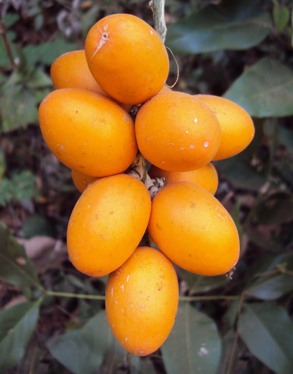 Ingudi Fruit Plant (Sarcostigma kleinii) – veliyathgardens